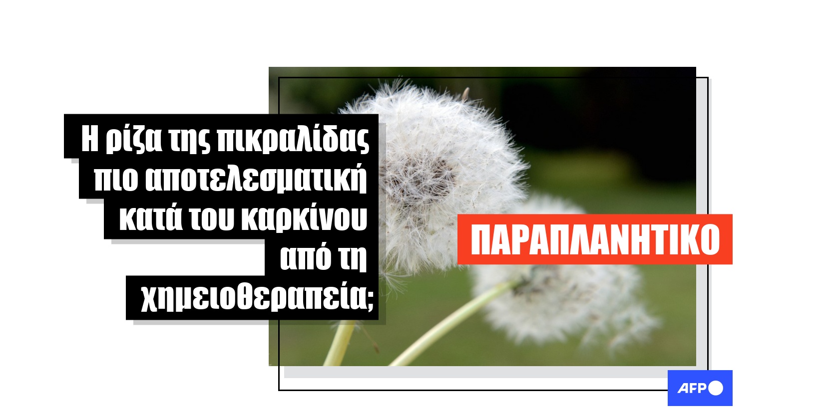 Η ρίζα της πικραλίδας «πιο αποτελεσματική από τη χημειοθεραπεία» κατά ...