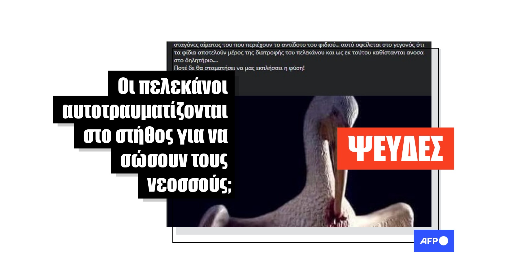 Οι πελεκάνοι δεν αυτοτραυματίζονται στο στήθος για να σώσουν τα μικρά ...